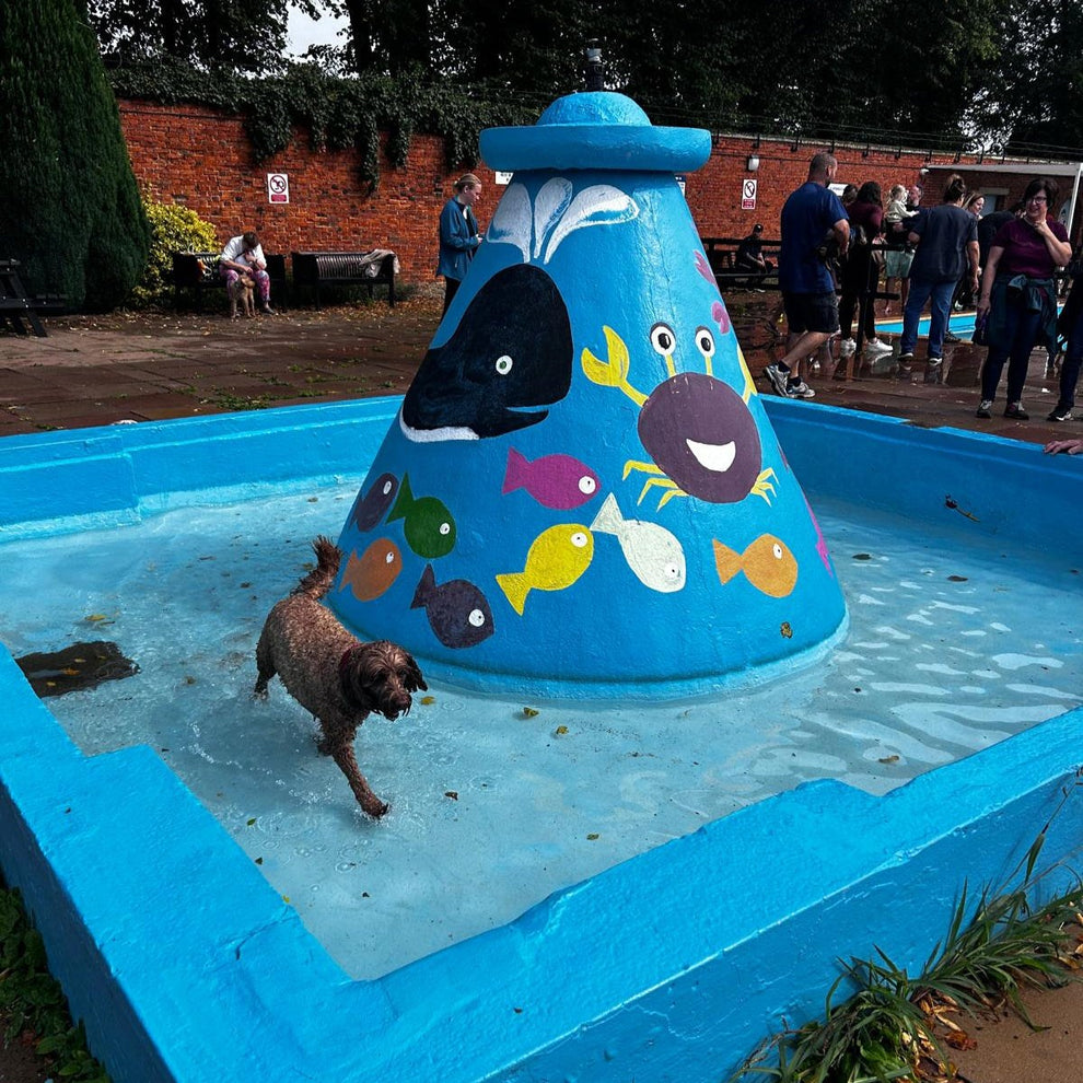 Dog Pool Party 2025 – Bog Dog Running